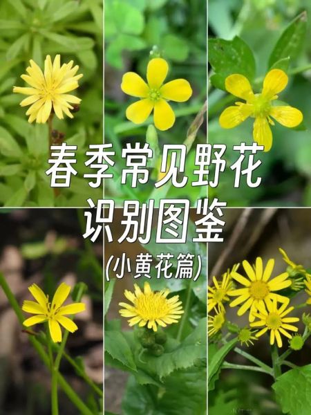 野花在线观看免费观看大全_如何安全观看野花资源-第1张图片-山城妙识 野花在线观看免费观看大全_如何安全观看野花资源-第1张图片-山城妙识