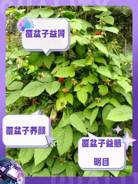 覆盆子泡酒的功效与作用_覆盆子泡酒怎么泡-第2张图片-山城妙识 覆盆子泡酒的功效与作用_覆盆子泡酒怎么泡-第2张图片-山城妙识