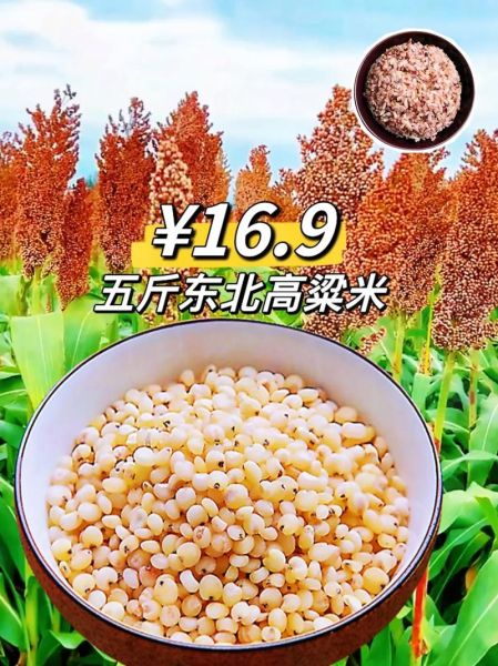 高粱粟米图片_如何区分高粱与粟米-第1张图片-山城妙识 高粱粟米图片_如何区分高粱与粟米-第1张图片-山城妙识