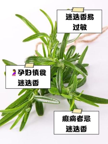迷迭香不适合人群有哪些_孕妇能吃迷迭香吗-第2张图片-山城妙识 迷迭香不适合人群有哪些_孕妇能吃迷迭香吗-第2张图片-山城妙识