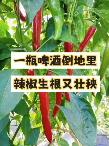 辣椒什么时候种最合适_辣椒种植方法步骤-第2张图片-山城妙识 辣椒什么时候种最合适_辣椒种植方法步骤-第2张图片-山城妙识