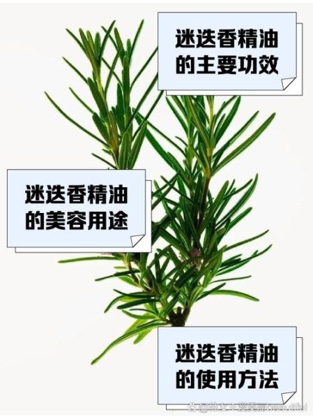 迷迭香不适合人群有哪些_孕妇能吃迷迭香吗-第3张图片-山城妙识 迷迭香不适合人群有哪些_孕妇能吃迷迭香吗-第3张图片-山城妙识