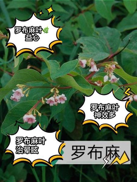 罗布麻的功效与禁忌_罗布麻能长期喝吗-第2张图片-山城妙识 罗布麻的功效与禁忌_罗布麻能长期喝吗-第2张图片-山城妙识