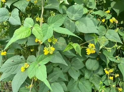 野生赤小豆长什么样_野生赤小豆与赤小豆区别-第3张图片-山城妙识 野生赤小豆长什么样_野生赤小豆与赤小豆区别-第3张图片-山城妙识