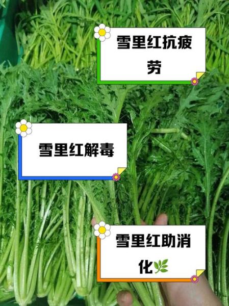 雪里红的营养价值怎么样_雪里红有哪些功效-第1张图片-山城妙识 雪里红的营养价值怎么样_雪里红有哪些功效-第1张图片-山城妙识