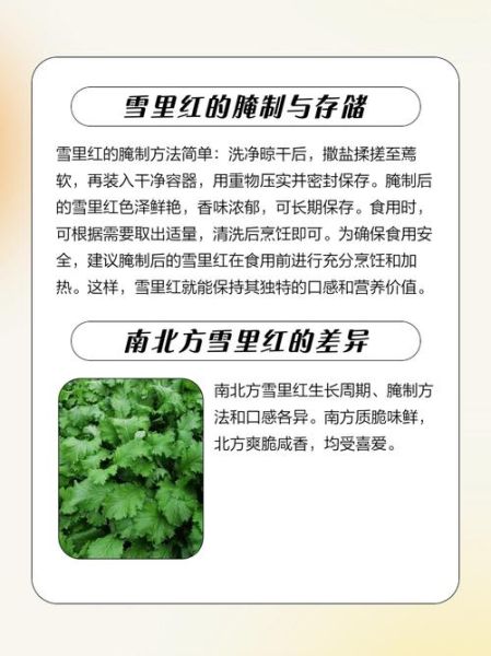 雪里红的营养价值怎么样_雪里红有哪些功效-第3张图片-山城妙识 雪里红的营养价值怎么样_雪里红有哪些功效-第3张图片-山城妙识