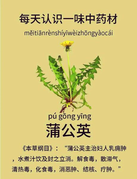 蒲公英有什么功效_蒲公英能治什么病-第1张图片-山城妙识 蒲公英有什么功效_蒲公英能治什么病-第1张图片-山城妙识