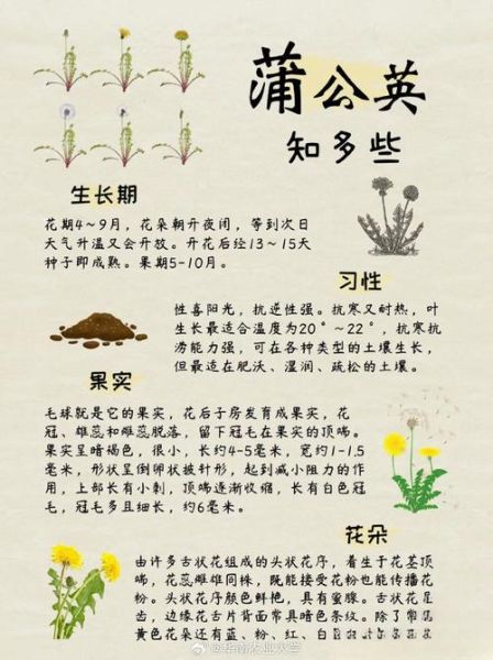 蒲公英有什么功效_蒲公英能治什么病-第2张图片-山城妙识 蒲公英有什么功效_蒲公英能治什么病-第2张图片-山城妙识