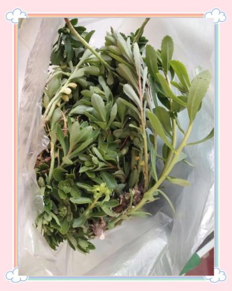 马齿苋水洗头头发变黑吗_马齿苋水洗头多久见效-第1张图片-山城妙识 马齿苋水洗头头发变黑吗_马齿苋水洗头多久见效-第1张图片-山城妙识