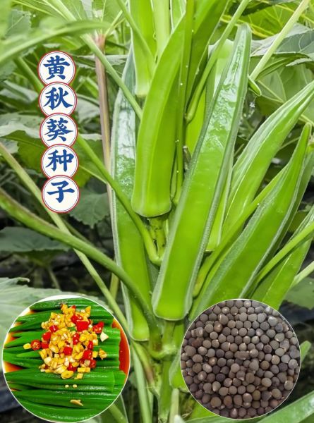 黄秋葵壮阳是真的吗_黄秋葵能提高性功能吗-第2张图片-山城妙识 黄秋葵壮阳是真的吗_黄秋葵能提高性功能吗-第2张图片-山城妙识