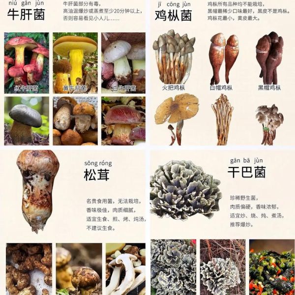 菌类大全名字和图片155_如何快速识别可食用品种-第2张图片-山城妙识