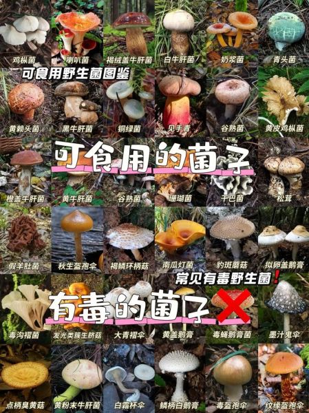 菌类大全名字和图片155_如何快速识别可食用品种-第1张图片-山城妙识
