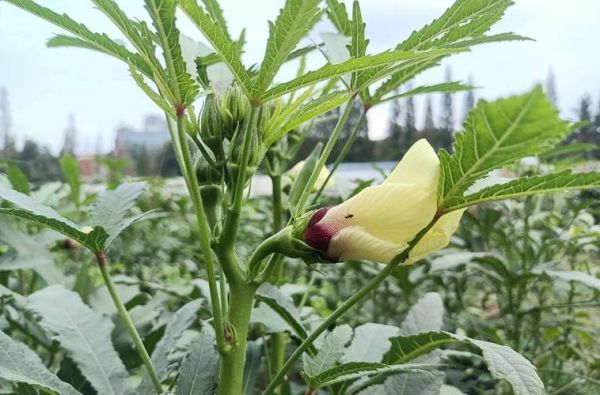 黄秋葵壮阳是真的吗_黄秋葵能提高性功能吗-第3张图片-山城妙识 黄秋葵壮阳是真的吗_黄秋葵能提高性功能吗-第3张图片-山城妙识