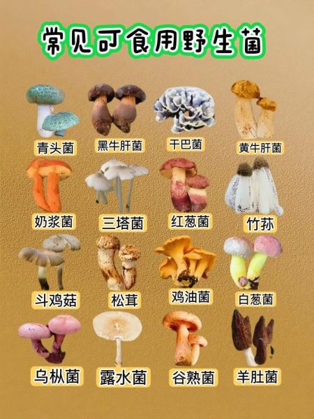 菌类大全名字和图片155_如何快速识别可食用品种-第3张图片-山城妙识