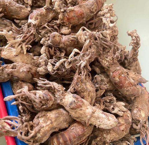 金蝉花怎么吃效果最好_金蝉花食用方法-第3张图片-山城妙识 金蝉花怎么吃效果最好_金蝉花食用方法-第3张图片-山城妙识
