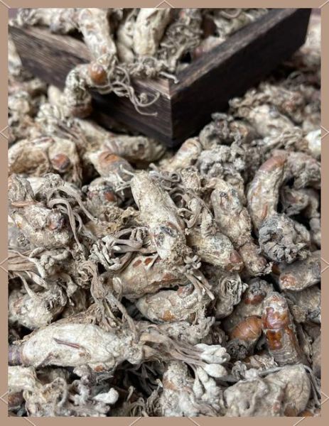 金蝉花怎么吃效果最好_金蝉花食用方法-第1张图片-山城妙识 金蝉花怎么吃效果最好_金蝉花食用方法-第1张图片-山城妙识