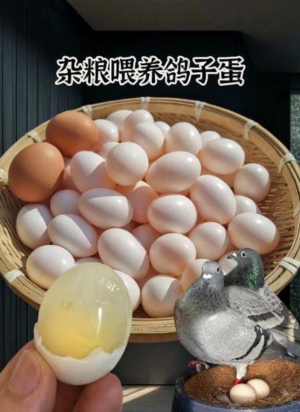 鸽子蛋怎么蒸_蒸鸽子蛋的正确方法-第1张图片-山城妙识 鸽子蛋怎么蒸_蒸鸽子蛋的正确方法-第1张图片-山城妙识
