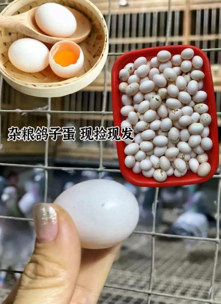 鸽子蛋怎么蒸_蒸鸽子蛋的正确方法-第2张图片-山城妙识 鸽子蛋怎么蒸_蒸鸽子蛋的正确方法-第2张图片-山城妙识