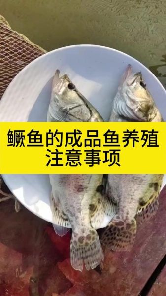 鳜鱼养殖技术难点_如何提高成活率-第1张图片-山城妙识 鳜鱼养殖技术难点_如何提高成活率-第1张图片-山城妙识