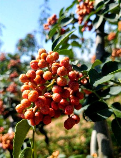 花椒树图片大全大图_花椒树长什么样-第2张图片-山城妙识 花椒树图片大全大图_花椒树长什么样-第2张图片-山城妙识