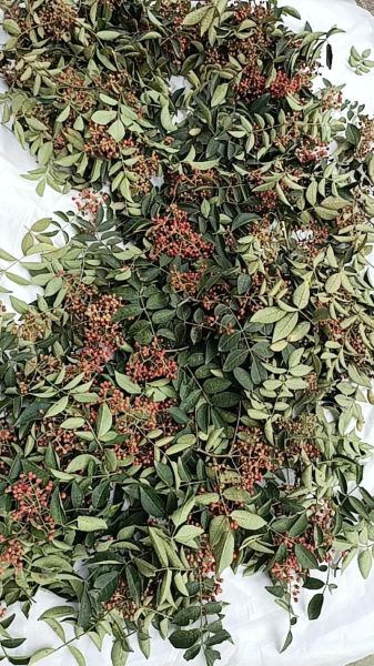 花椒树图片大全大图_花椒树长什么样-第3张图片-山城妙识 花椒树图片大全大图_花椒树长什么样-第3张图片-山城妙识