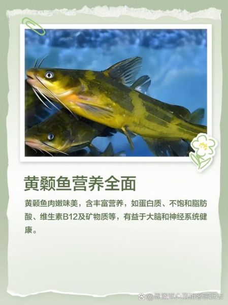 黄刺鱼多少钱一斤_黄刺鱼价格行情-第3张图片-山城妙识 黄刺鱼多少钱一斤_黄刺鱼价格行情-第3张图片-山城妙识