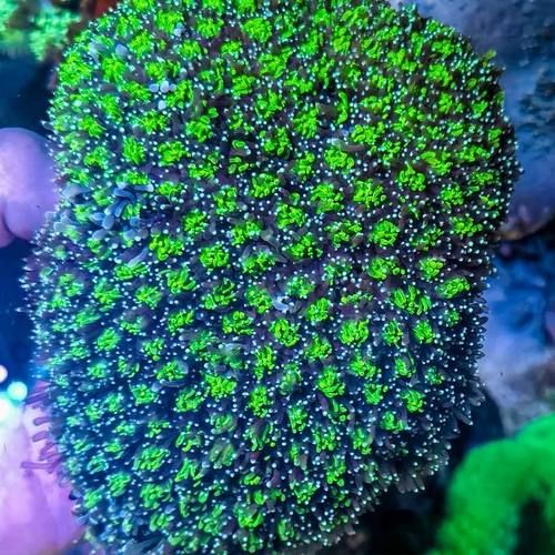 菠萝丁珊瑚怎么养_菠萝丁珊瑚繁殖方法-第1张图片-山城妙识 菠萝丁珊瑚怎么养_菠萝丁珊瑚繁殖方法-第1张图片-山城妙识