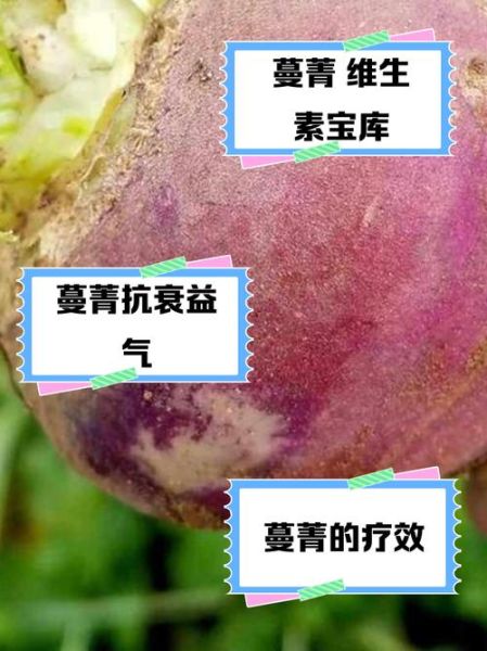蔓菁的功效与作用_蔓菁怎么吃效果最好-第3张图片-山城妙识