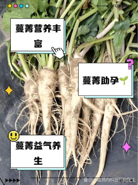 蔓菁的功效与作用_蔓菁怎么吃效果最好-第1张图片-山城妙识