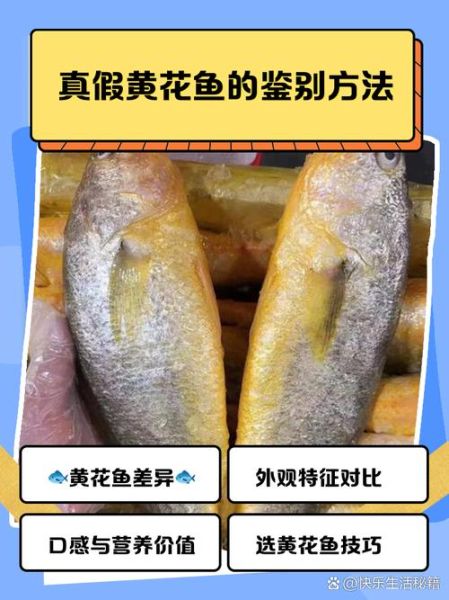黄鱼和黄花鱼的区别_如何一眼分辨真假-第1张图片-山城妙识