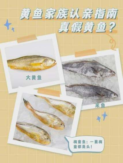 黄鱼和黄花鱼的区别_如何一眼分辨真假-第3张图片-山城妙识
