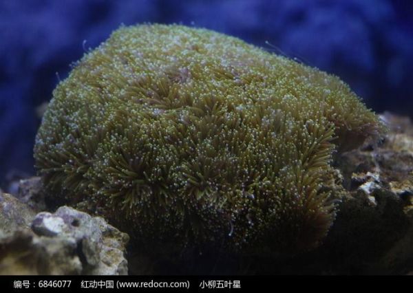 菠萝丁珊瑚怎么养_菠萝丁珊瑚繁殖方法-第2张图片-山城妙识 菠萝丁珊瑚怎么养_菠萝丁珊瑚繁殖方法-第2张图片-山城妙识