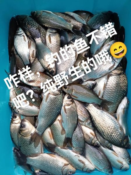 鲫鱼怎么煮汤好喝_鲫鱼汤去腥技巧-第3张图片-山城妙识 鲫鱼怎么煮汤好喝_鲫鱼汤去腥技巧-第3张图片-山城妙识