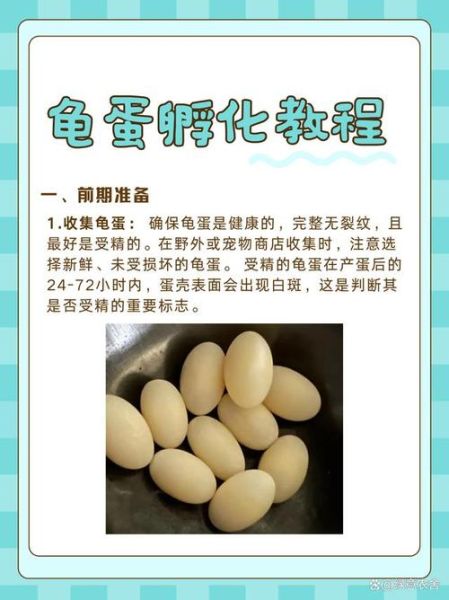 乌龟蛋长什么样_乌龟蛋孵化多久-第1张图片-山城妙识 乌龟蛋长什么样_乌龟蛋孵化多久-第1张图片-山城妙识