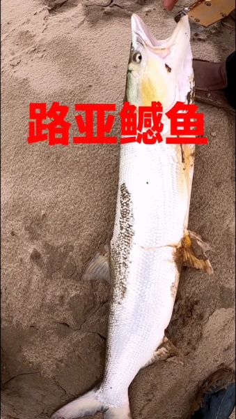 黄剑鱼价格多少钱一斤_黄剑鱼价格走势2024-第2张图片-山城妙识 黄剑鱼价格多少钱一斤_黄剑鱼价格走势2024-第2张图片-山城妙识