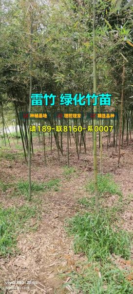 雷竹笋种植新技术_如何提高产量-第3张图片-山城妙识 雷竹笋种植新技术_如何提高产量-第3张图片-山城妙识