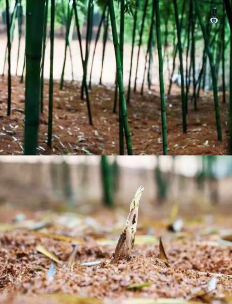 雷竹笋种植新技术_如何提高产量-第1张图片-山城妙识 雷竹笋种植新技术_如何提高产量-第1张图片-山城妙识