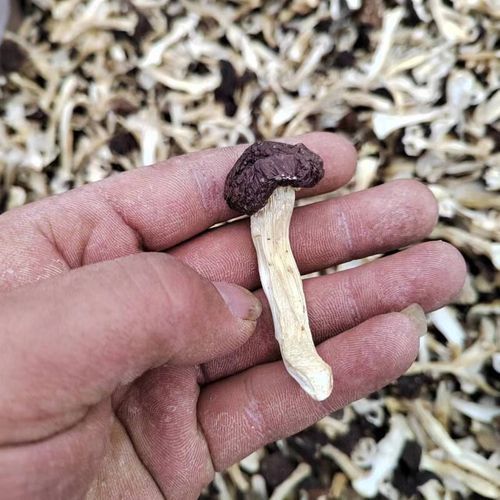赤松茸图片大全大图_赤松茸和松茸区别在哪-第3张图片-山城妙识 赤松茸图片大全大图_赤松茸和松茸区别在哪-第3张图片-山城妙识