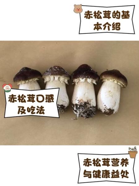 赤松茸图片大全大图_赤松茸和松茸区别在哪-第1张图片-山城妙识 赤松茸图片大全大图_赤松茸和松茸区别在哪-第1张图片-山城妙识