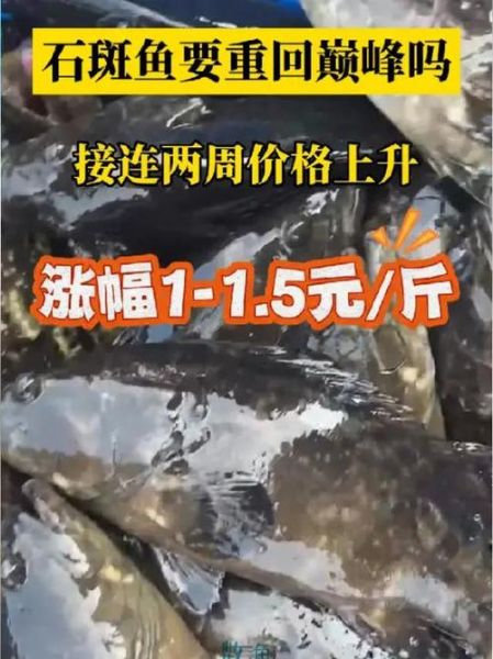 石斑鱼多少钱一斤2020_石斑鱼价格走势-第1张图片-山城妙识 石斑鱼多少钱一斤2020_石斑鱼价格走势-第1张图片-山城妙识