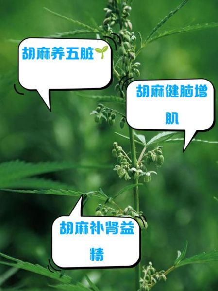 胡麻的功效与作用_胡麻怎么吃最健康-第3张图片-山城妙识 胡麻的功效与作用_胡麻怎么吃最健康-第3张图片-山城妙识