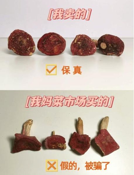 真红菇和假红菇的区别_如何辨别真假红菇-第3张图片-山城妙识 真红菇和假红菇的区别_如何辨别真假红菇-第3张图片-山城妙识