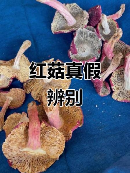 真红菇和假红菇的区别_如何辨别真假红菇-第2张图片-山城妙识 真红菇和假红菇的区别_如何辨别真假红菇-第2张图片-山城妙识