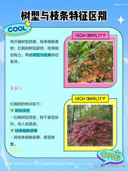 青枫树和鸡爪槭的区别_如何区分青枫与鸡爪槭-第2张图片-山城妙识 青枫树和鸡爪槭的区别_如何区分青枫与鸡爪槭-第2张图片-山城妙识