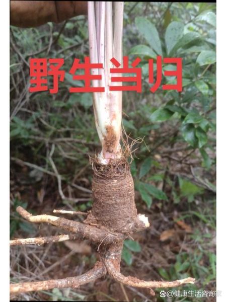 野生当归长什么样_如何辨别真假野生当归-第3张图片-山城妙识 野生当归长什么样_如何辨别真假野生当归-第3张图片-山城妙识