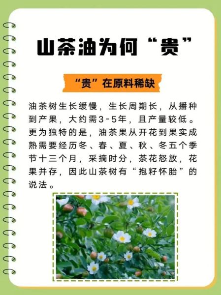 野生茶油多少钱一斤_野生茶油价格为什么差距大-第1张图片-山城妙识 野生茶油多少钱一斤_野生茶油价格为什么差距大-第1张图片-山城妙识