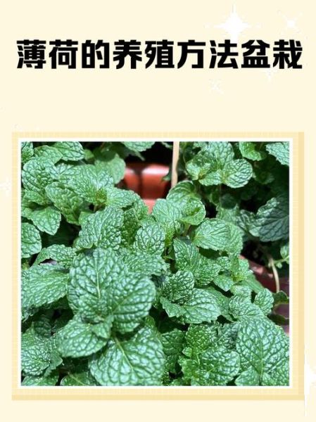 薄荷怎么养才能爆盆_薄荷爆盆技巧-第3张图片-山城妙识 薄荷怎么养才能爆盆_薄荷爆盆技巧-第3张图片-山城妙识