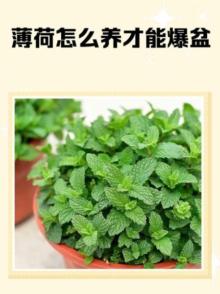 薄荷怎么养才能爆盆_薄荷爆盆技巧-第1张图片-山城妙识 薄荷怎么养才能爆盆_薄荷爆盆技巧-第1张图片-山城妙识