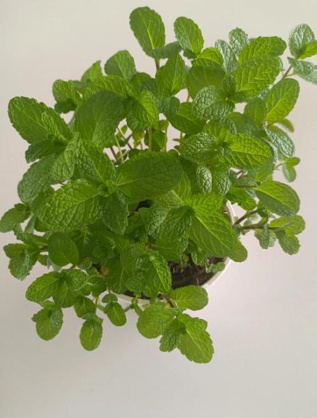 薄荷怎么养才能爆盆_薄荷爆盆技巧-第2张图片-山城妙识 薄荷怎么养才能爆盆_薄荷爆盆技巧-第2张图片-山城妙识