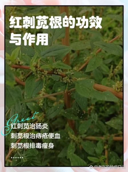 野刺苋菜根治痔疮图片_野刺苋菜根怎么用-第1张图片-山城妙识 野刺苋菜根治痔疮图片_野刺苋菜根怎么用-第1张图片-山城妙识